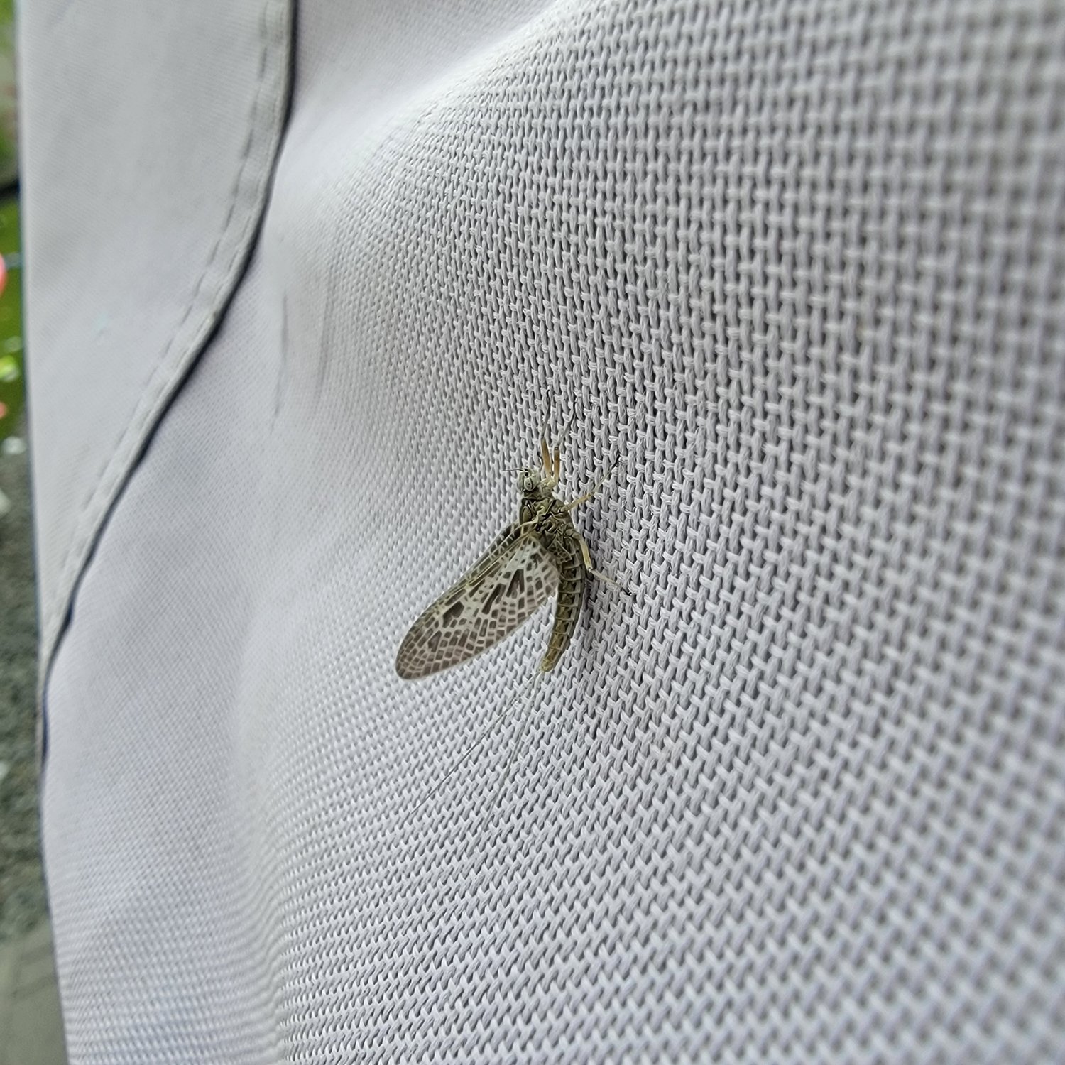 Mayflies Made Easy: The Colorado Angler’s Guide to Hatches That Catch