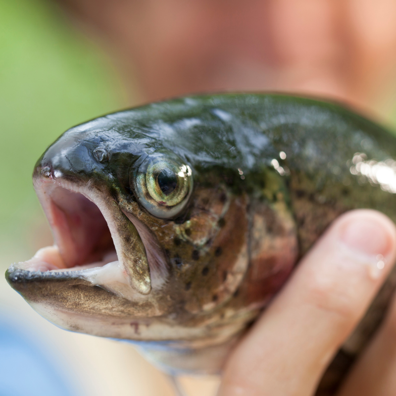 Cheesman Canyon Fly Fishing Report – Dropper/Streamer Tactics, Tactical ...