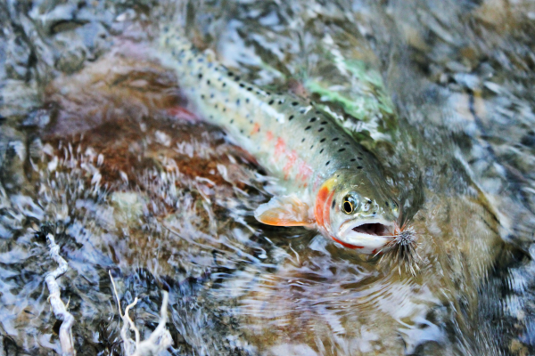 Colorado Fall Fly Fishing: Key Hatches and Tips for Success