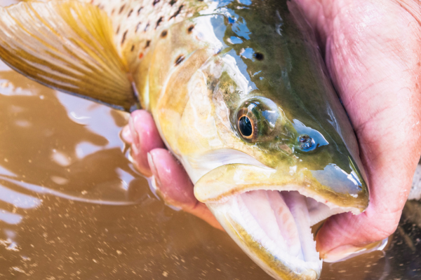 Top Flies and Tactics for Trout Fishing in the Gunnison River this Spring