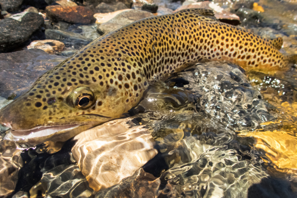 Mastering Euro Nymphing in Colorado: Techniques for Spring Success