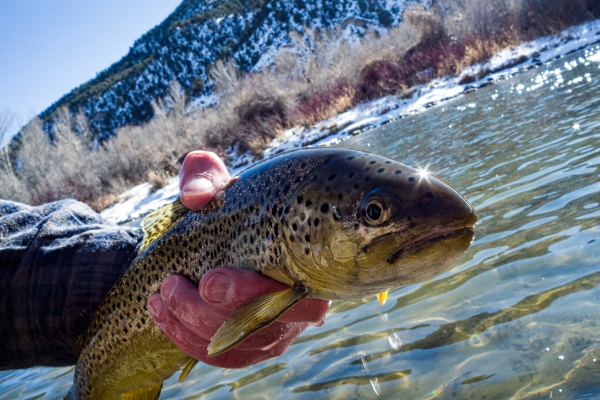Top Flies for Colorado River Fly Fishing Success (Seasonal Guide)
