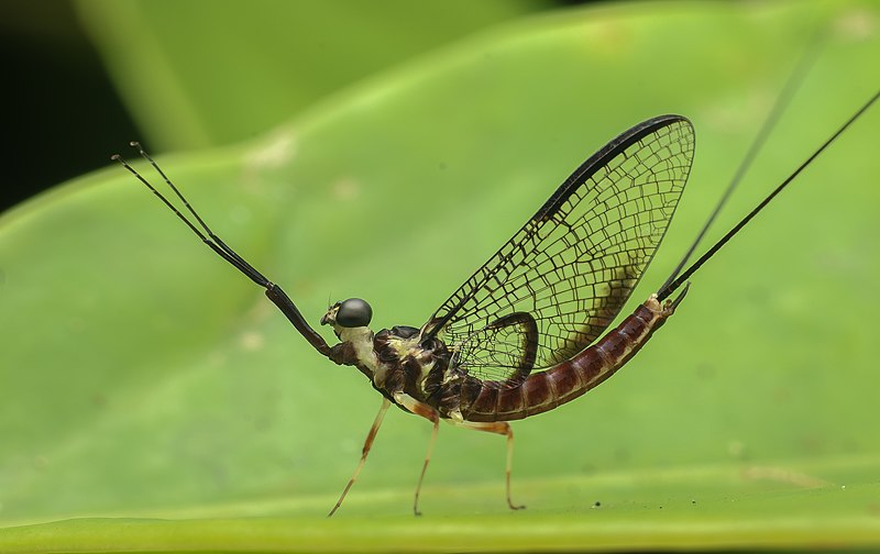 Mayflies: A Guide to Matching the Hatch in Colorado