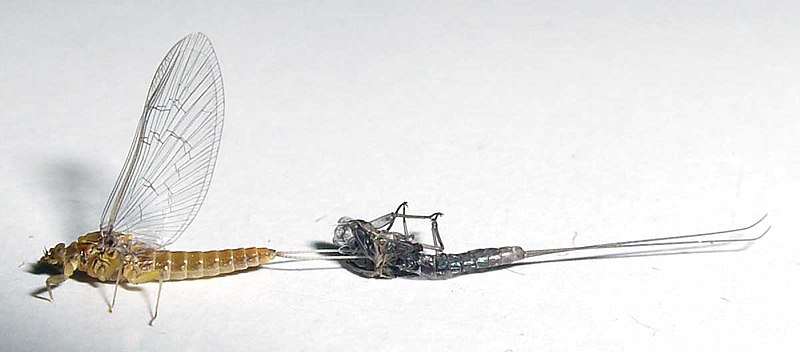 Decoding Mayfly Hatches for Successful Fly Fishing in Colorado