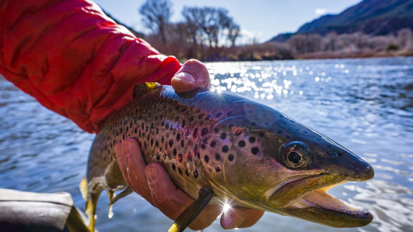Best Fly Fishing in Colorado Today: Exact Spots, Hatches & Flies - PRO
