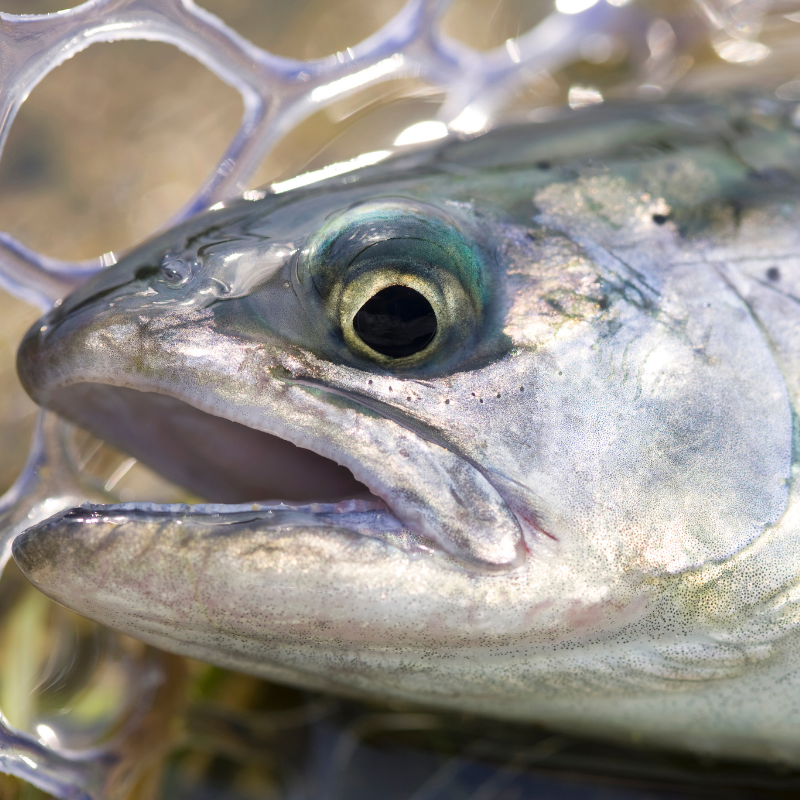 Boulder Creek Fly Fishing Report: PMDs, Pocket Water, and Tight-Line ...