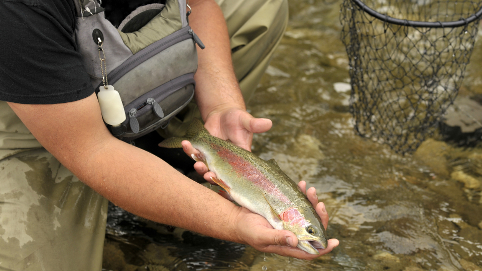 Conserving Colorado's Native Cutthroat Trout: A Fly Fisher's Guide