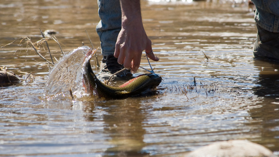 Sustainable River Management: A Guide for Fly Fishermen