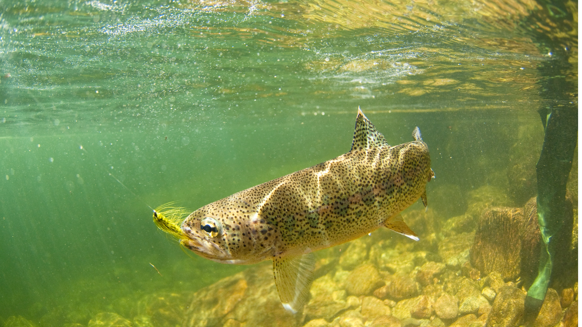 Climate Change and Fly Fishing: The Waters Are Heating Up, Literally