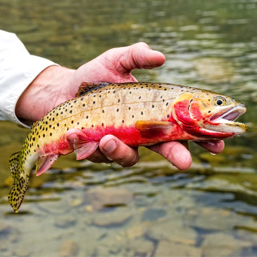 Greenback Cutthroat Trout Fishing in Colorado: Where to Go, Best Flies ...