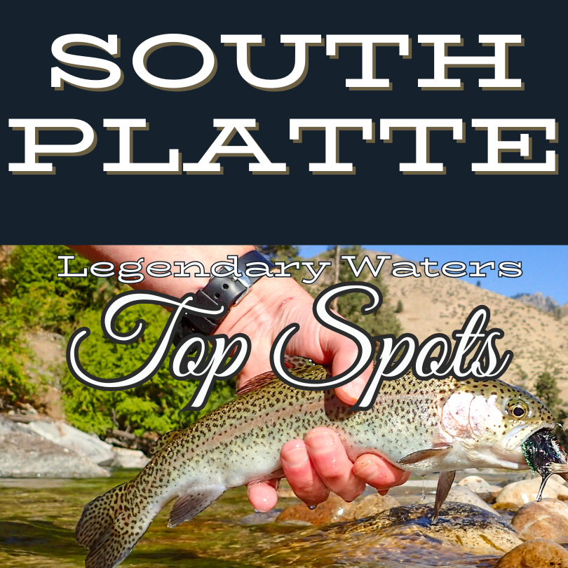 South Platte River Fly Fishing Report - Weekly Hatch, Flows & Fly Selection